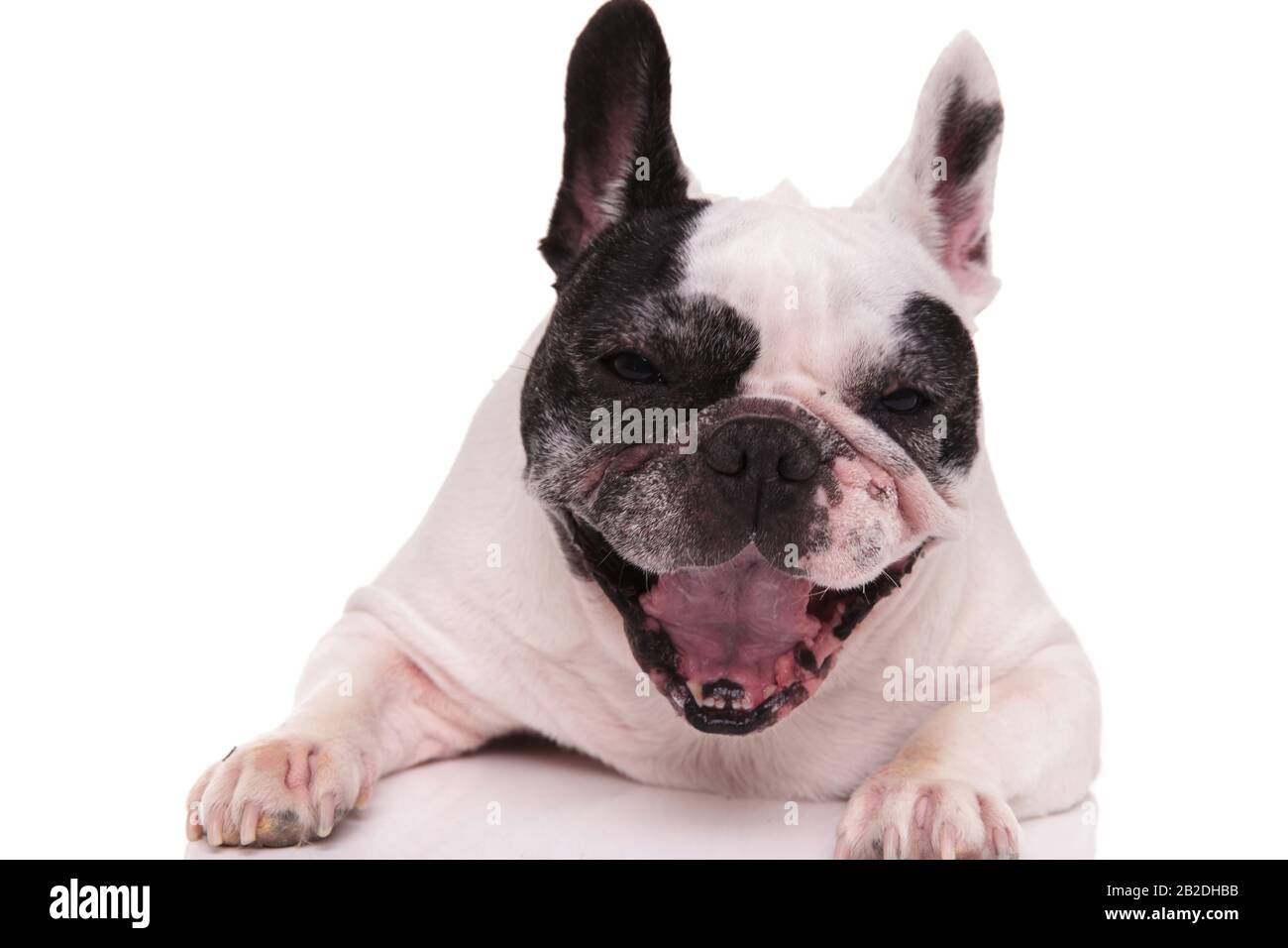cute french bulldog yawning on white background Stock Photo - Alamy