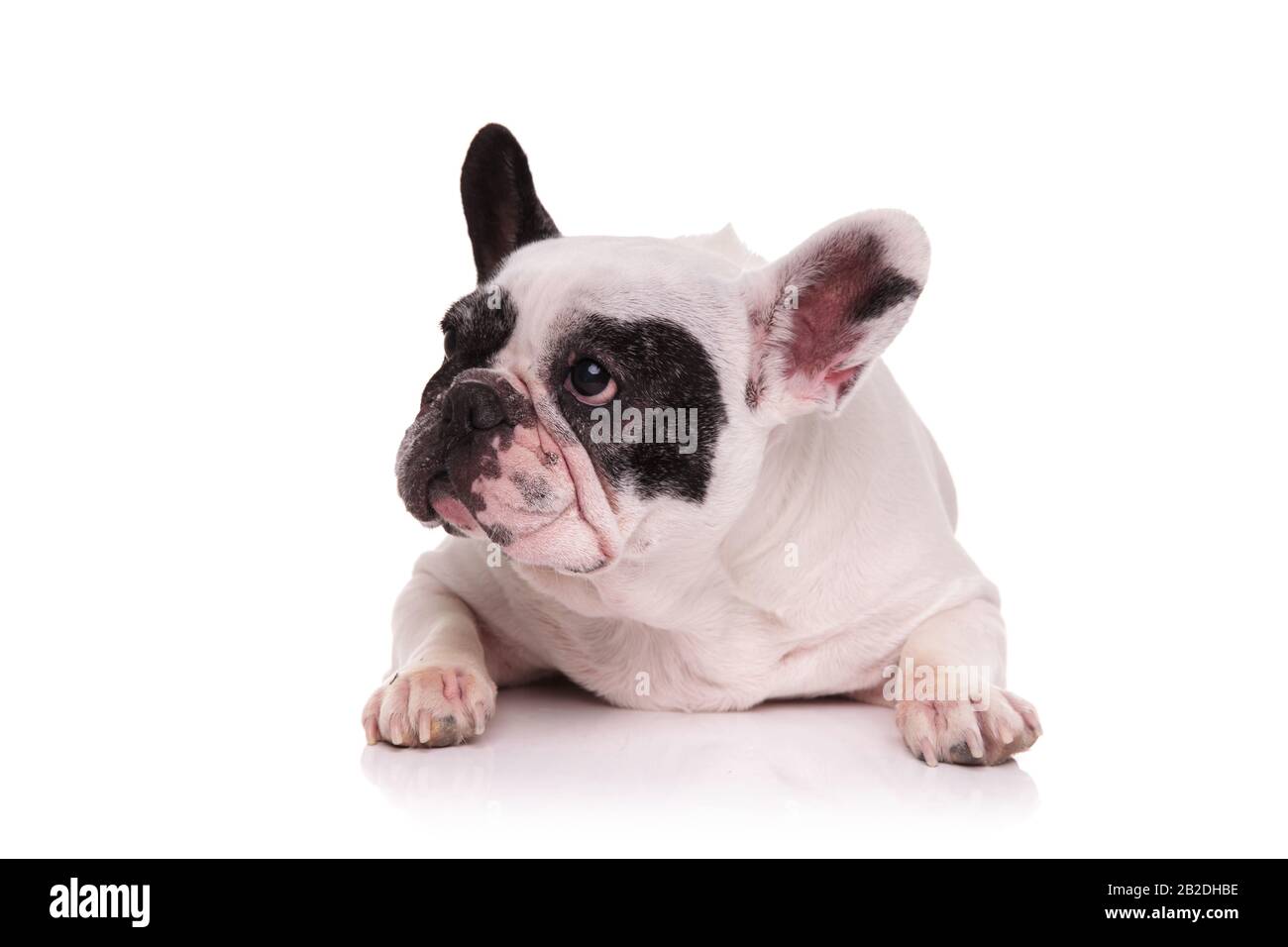 sad french bulldog lying down and looks to side on white background ...