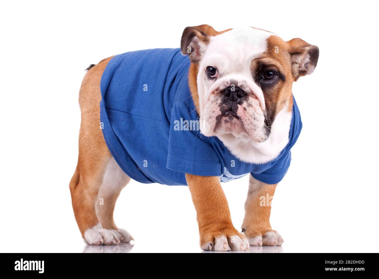 standing english bulldog puppy wearing nice clothes over white Stock ...
