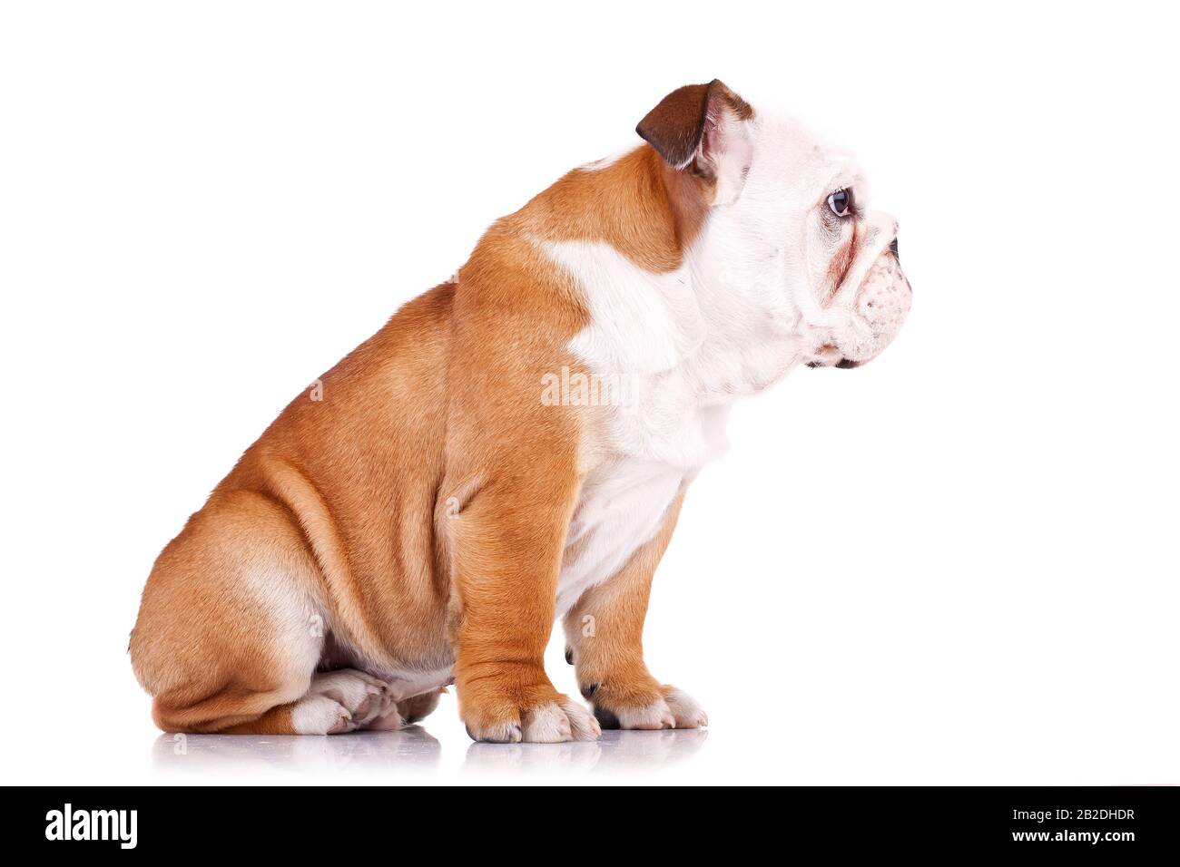 Side view english bulldog isolated hi-res stock photography and images ...