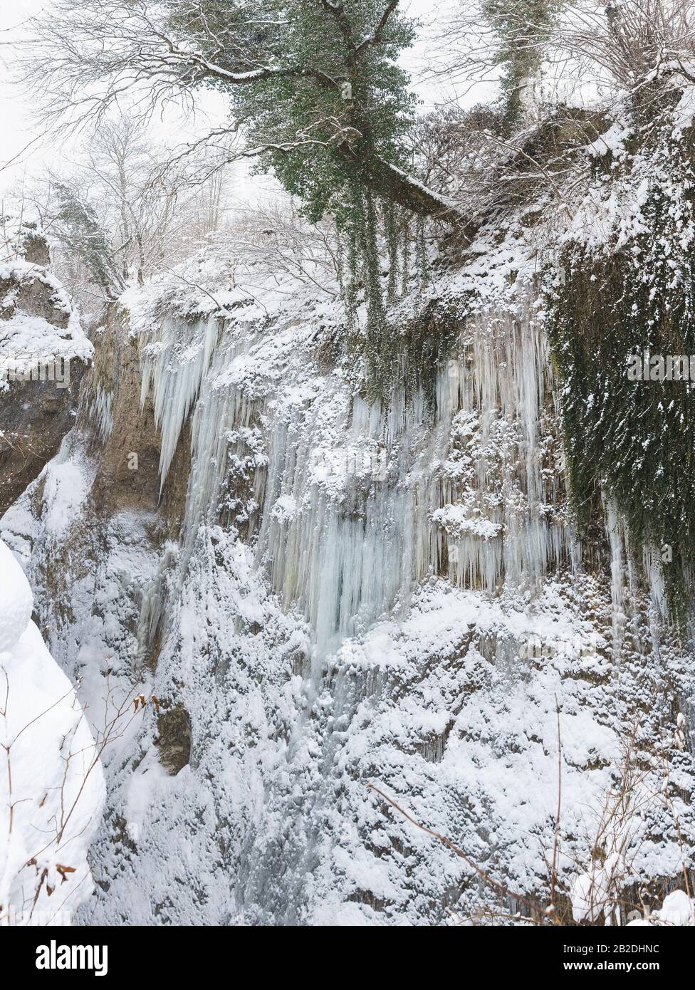 Icicles and evergreen Colchis ivy (lat. ?edera colchica K. Koch) at the ...
