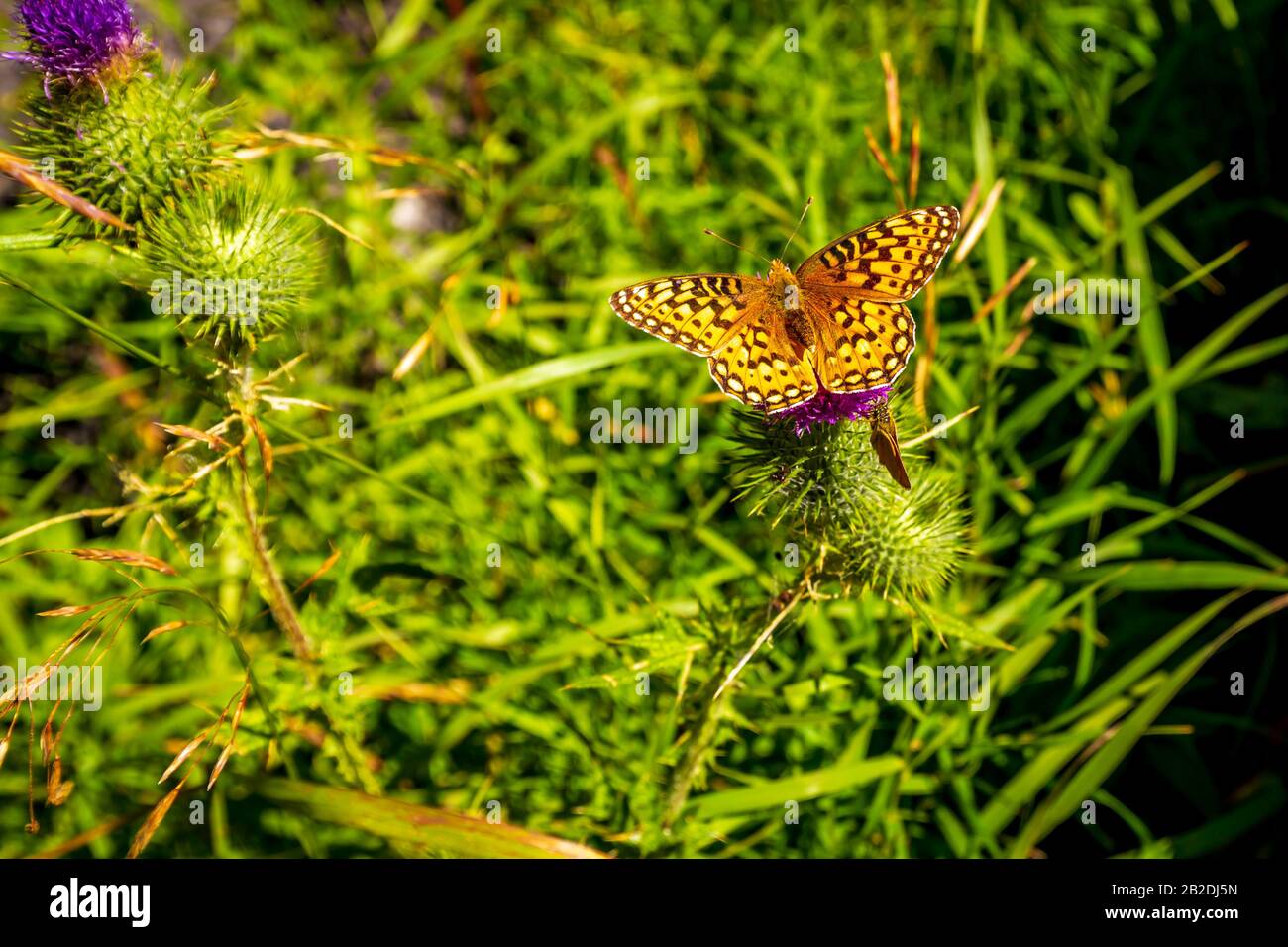 Yellow butterfly perch on wild flower Stock Photo - Alamy