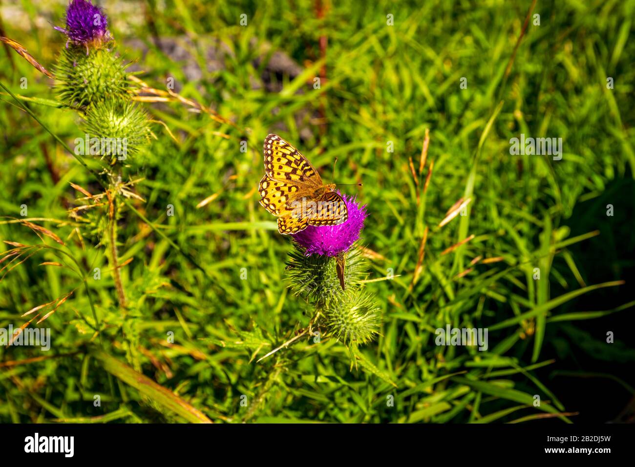 Yellow butterfly perch on wild flower Stock Photo - Alamy