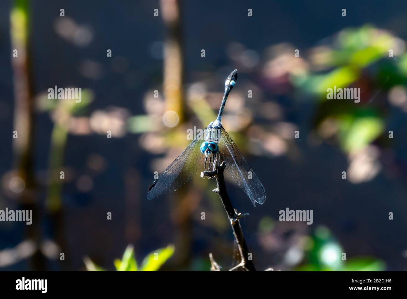 Square spotted hi-res stock photography and images - Alamy