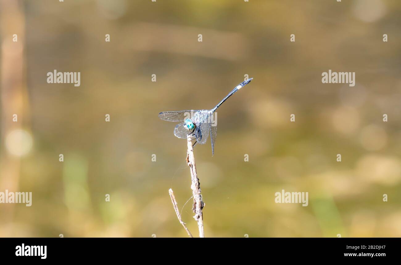 Square spotted hi-res stock photography and images - Alamy