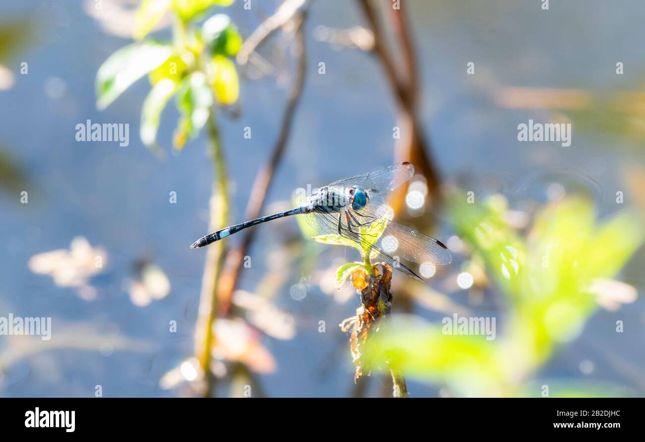 Square spotted hi-res stock photography and images - Alamy