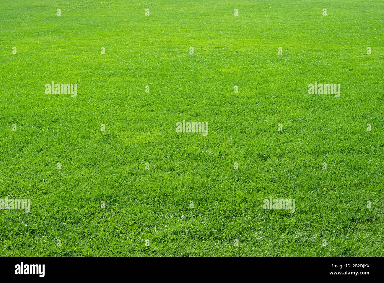 Texture background of fresh, natural fresh green grass in perspective ...
