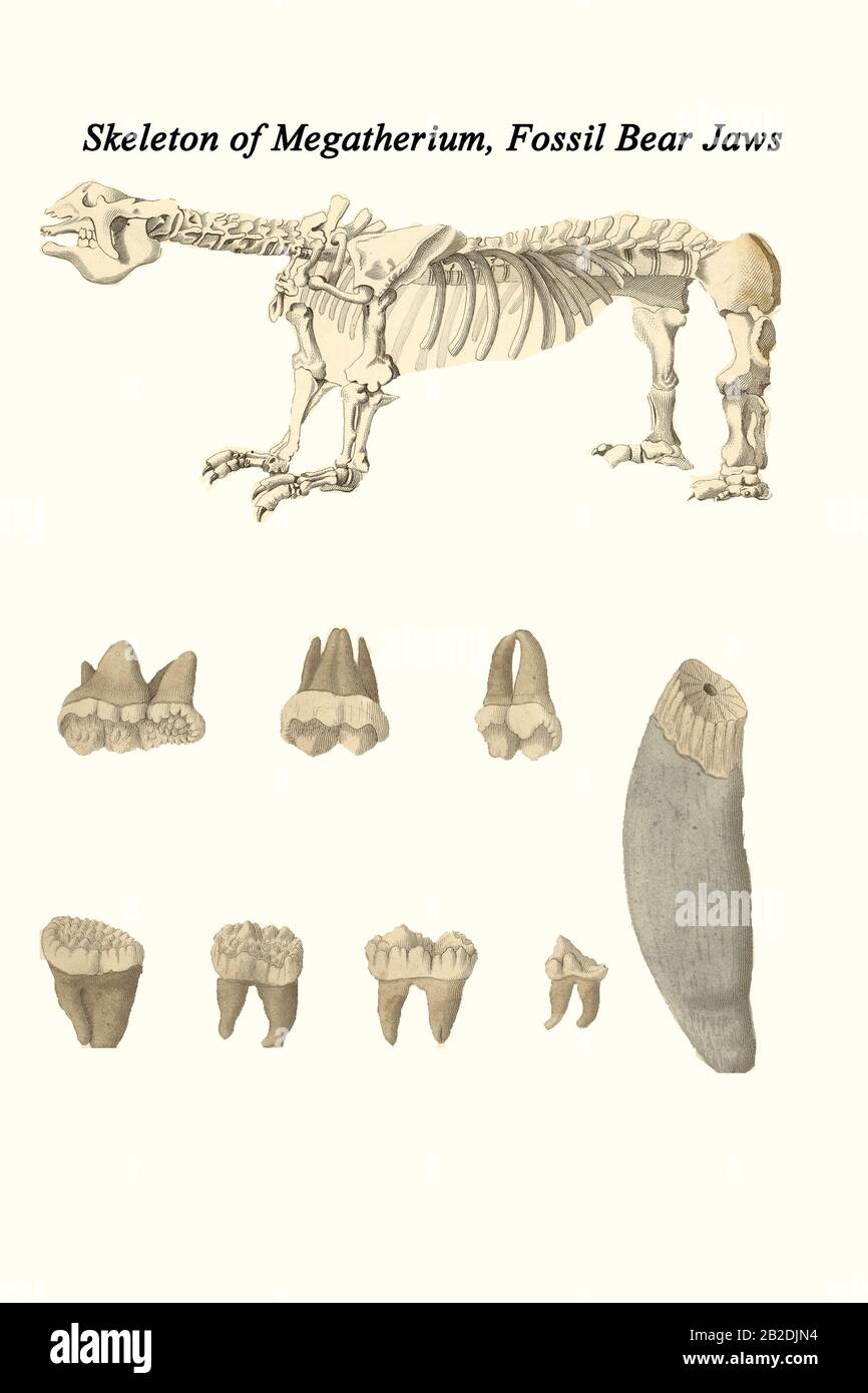 Skeleton megatherium hi-res stock photography and images - Alamy