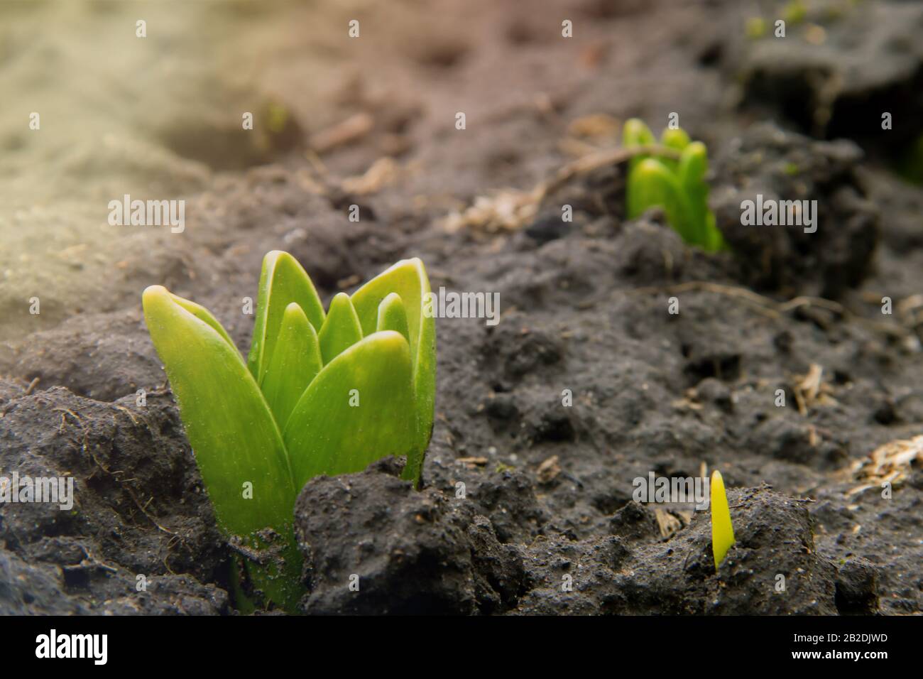 A hyacinth sprouts from the ground in early spring under warm spring ...