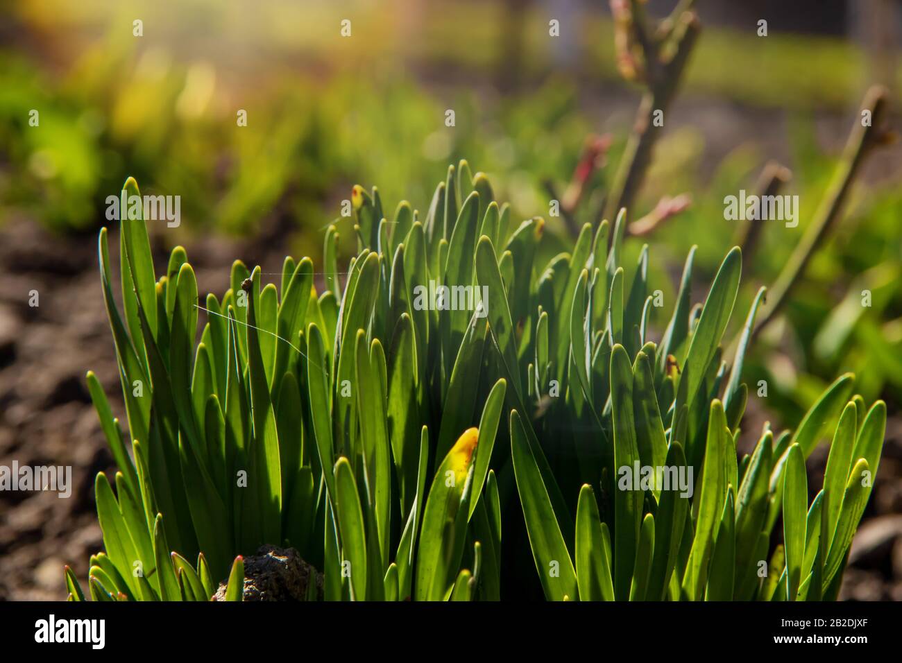 A large bush of young green plants sprout from the ground in early ...