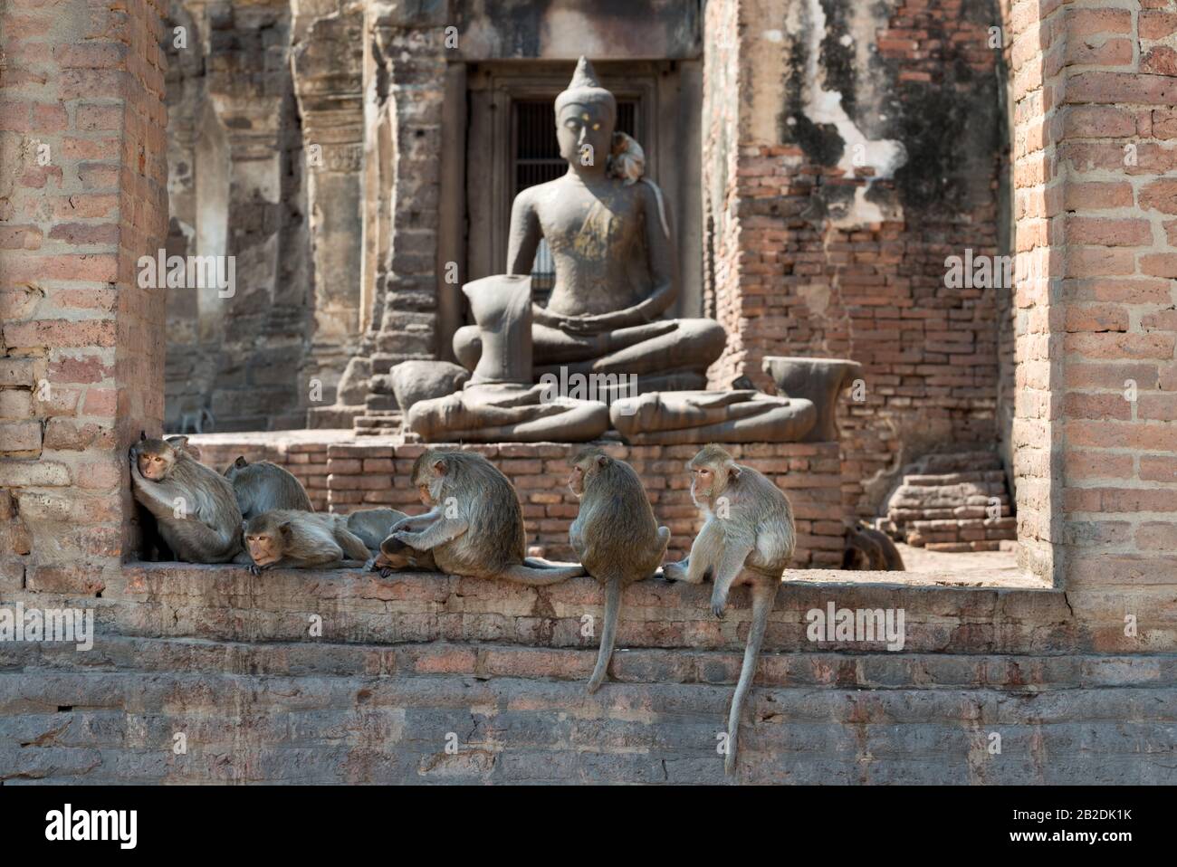 Monkeys sitting in front of Budha statue at Ruins in Lopburi, Ancient ...