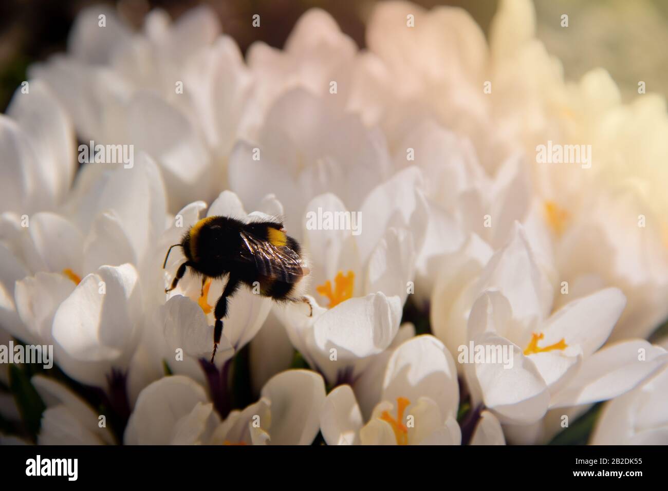 Fat bumble bee hi-res stock photography and images - Alamy