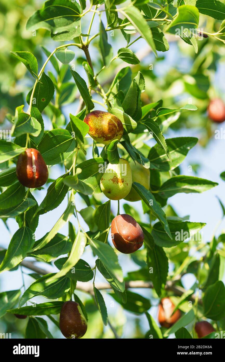 Branch jujube (lat. Ziziphus jujuba) from ripe fruits of different ...