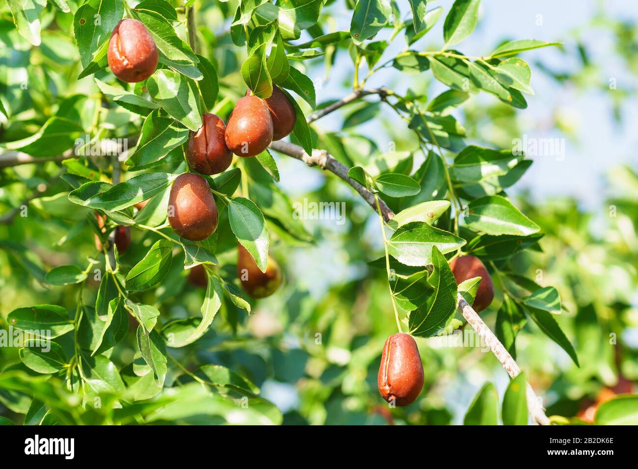 Jujuba hi-res stock photography and images - Alamy
