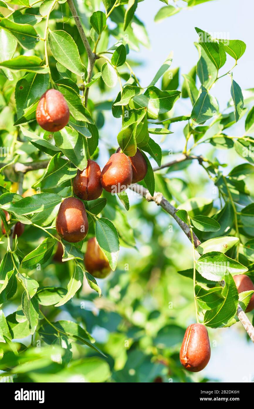 Jujube fruit tree hi-res stock photography and images - Alamy