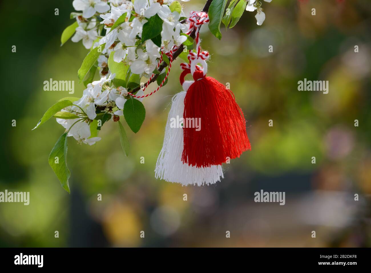 Bulgarian Red and White Martenitsa on a cherry blossom tree. A ...