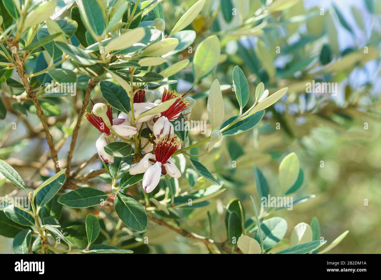 Myrtle family hi-res stock photography and images - Alamy