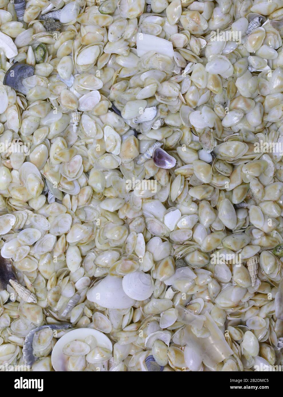 Thousand shells hi-res stock photography and images - Alamy