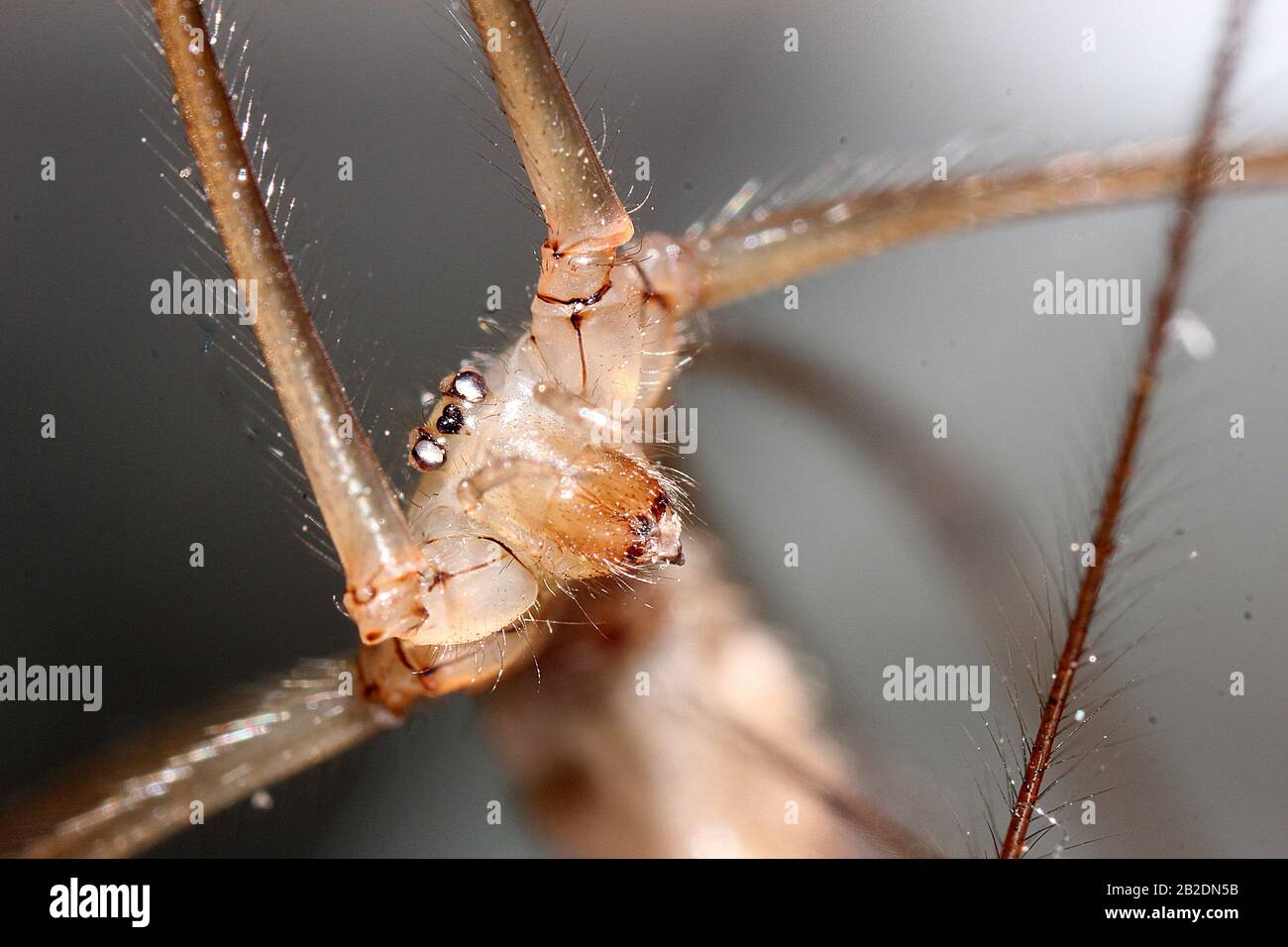 Daddy long-legs spider (Pholcus phalangioides Stock Photo - Alamy