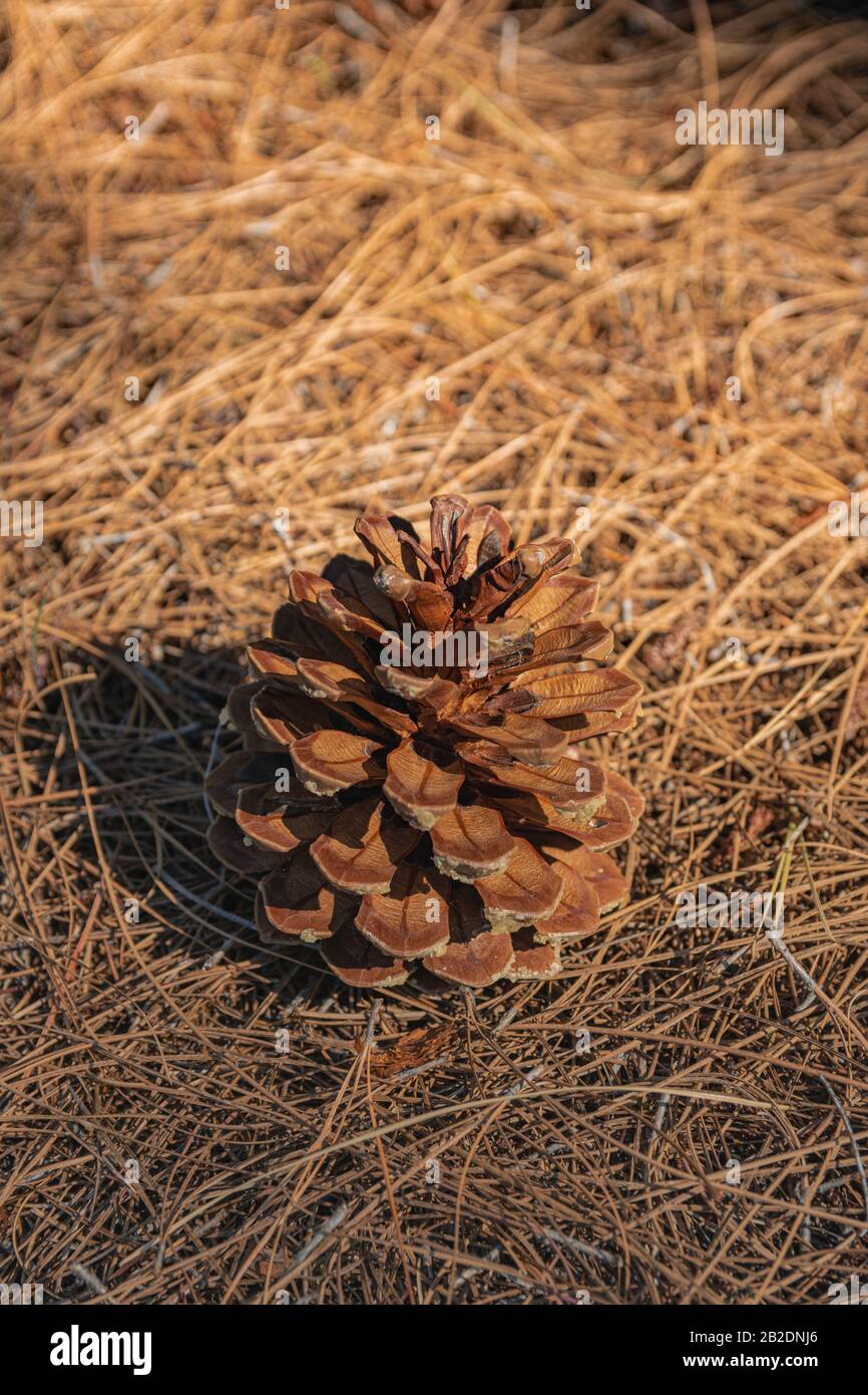 Female pine cone hi-res stock photography and images - Alamy
