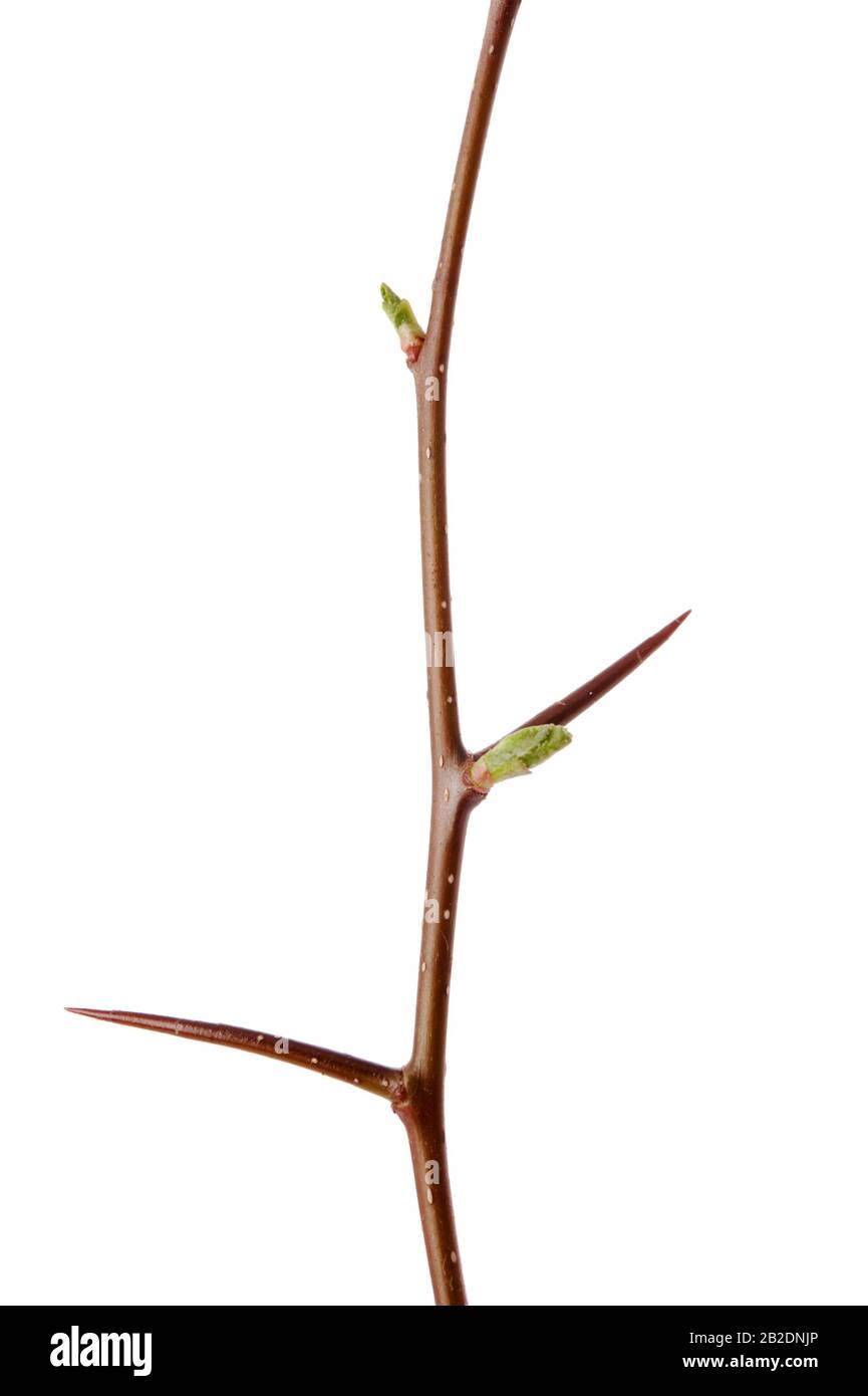 Hawthorn Branch Thorns
