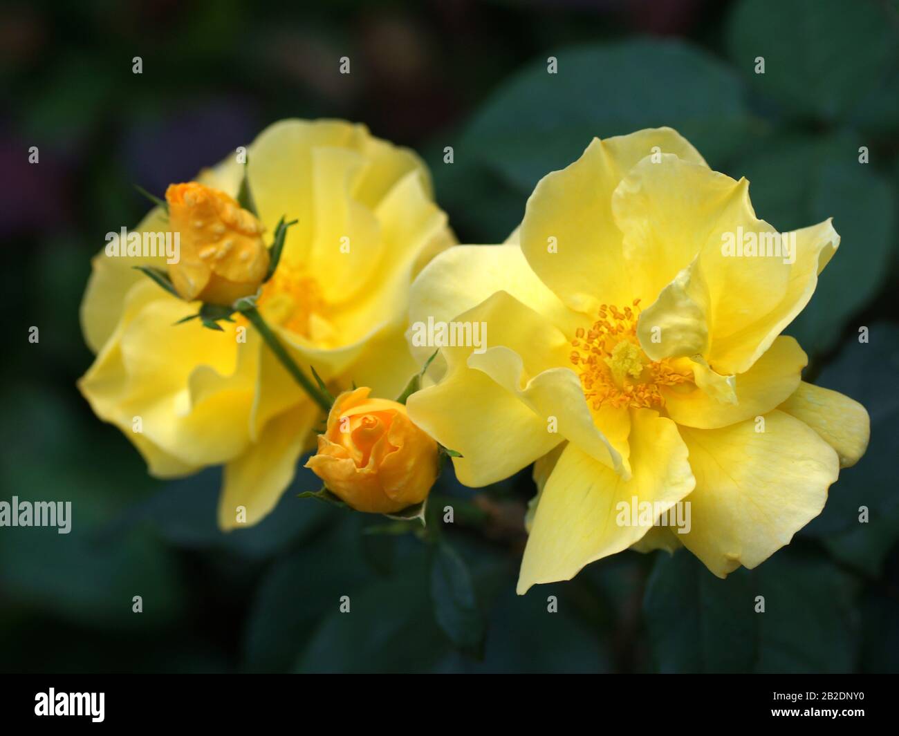 Rosa golden delight hi-res stock photography and images - Alamy