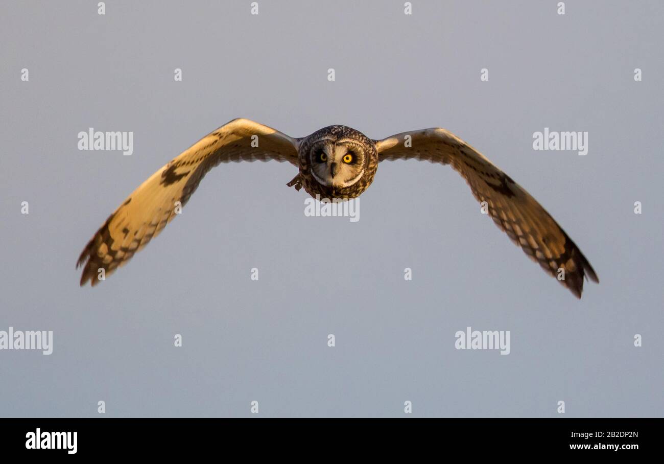 Short Eared Owl hunting over the Cotswold Hills grassland Stock Photo ...