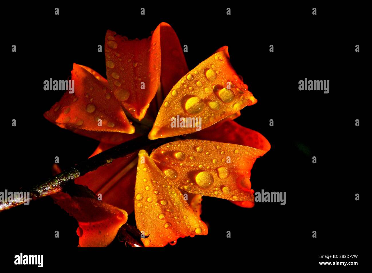 Lilium canadense hi-res stock photography and images - Alamy