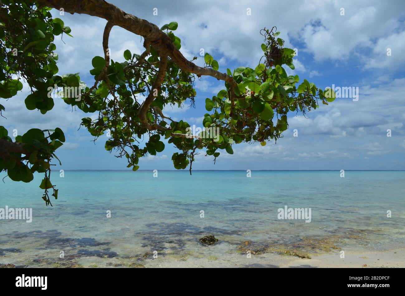 Nice view and tropical tree in the bay of Cochinos, Cuba Stock Photo ...