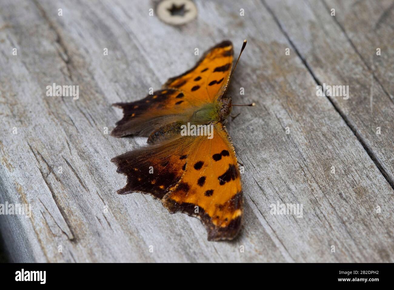 Question mark butterfly hi-res stock photography and images - Alamy