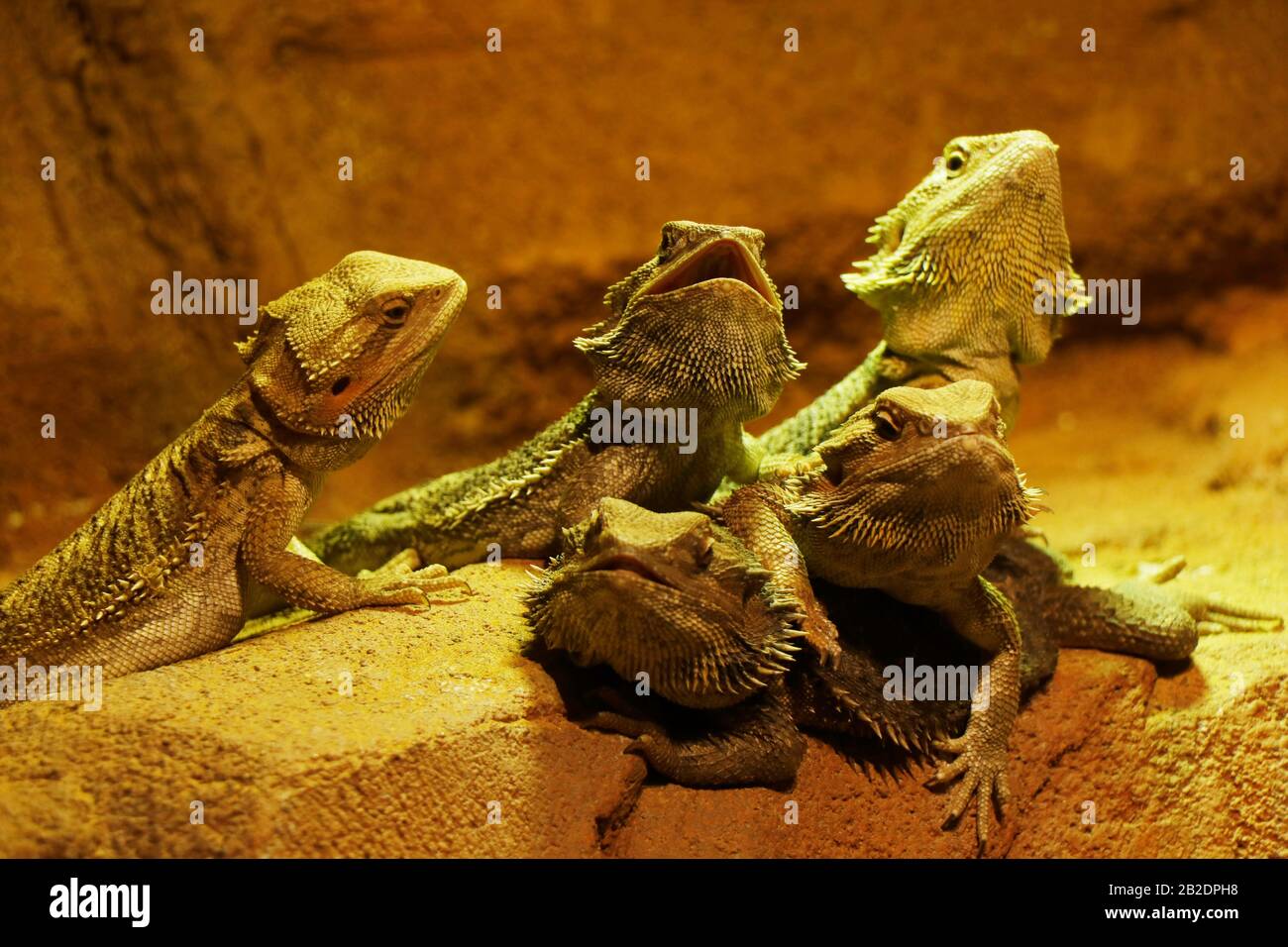 The oriental garden lizard, eastern garden lizard, bloodsucker or ...