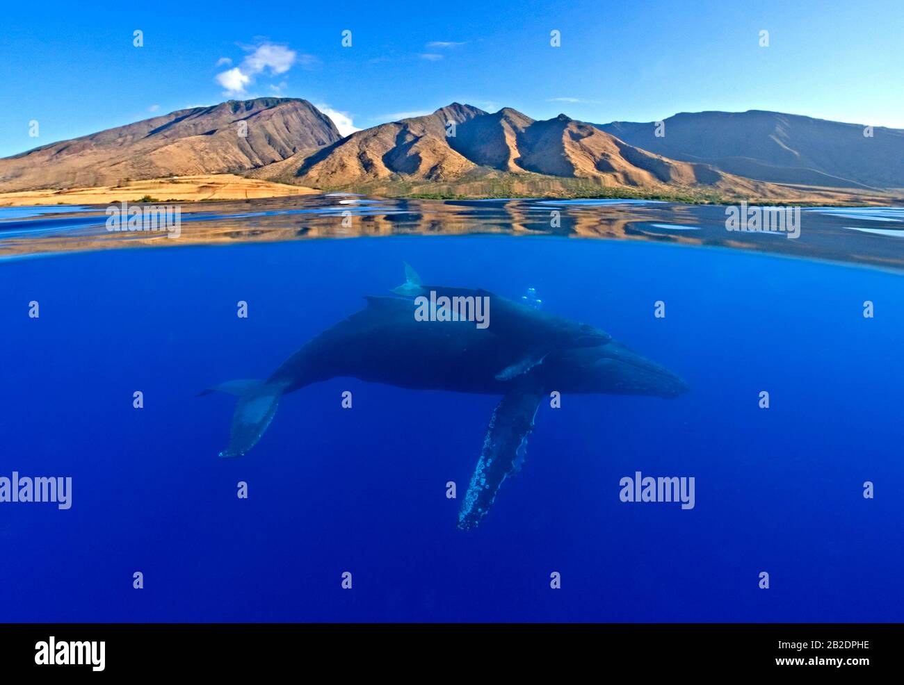 Humpback whale underwater hi-res stock photography and images - Alamy