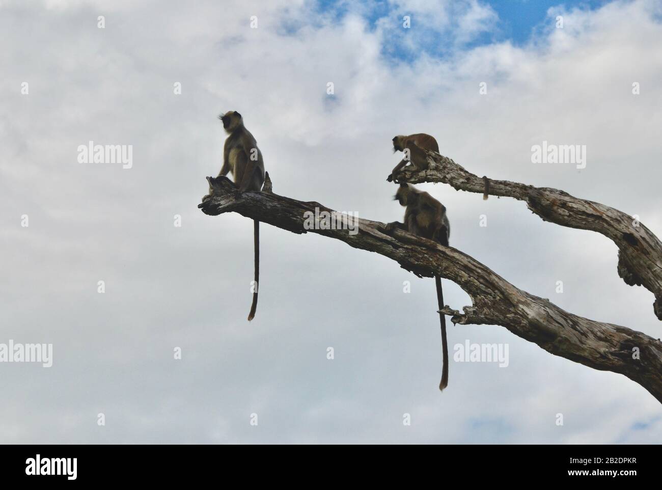 Monkeys on dry tree thrones. Bundala National Park, Sri Lanka Stock ...