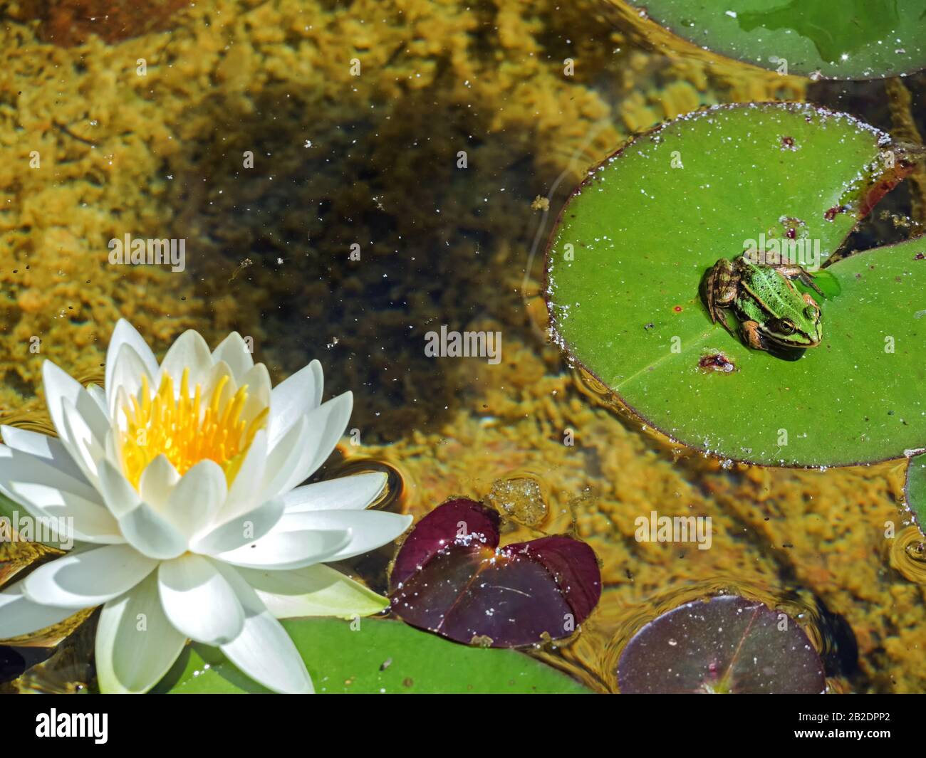 Lily pad flower hi-res stock photography and images - Alamy
