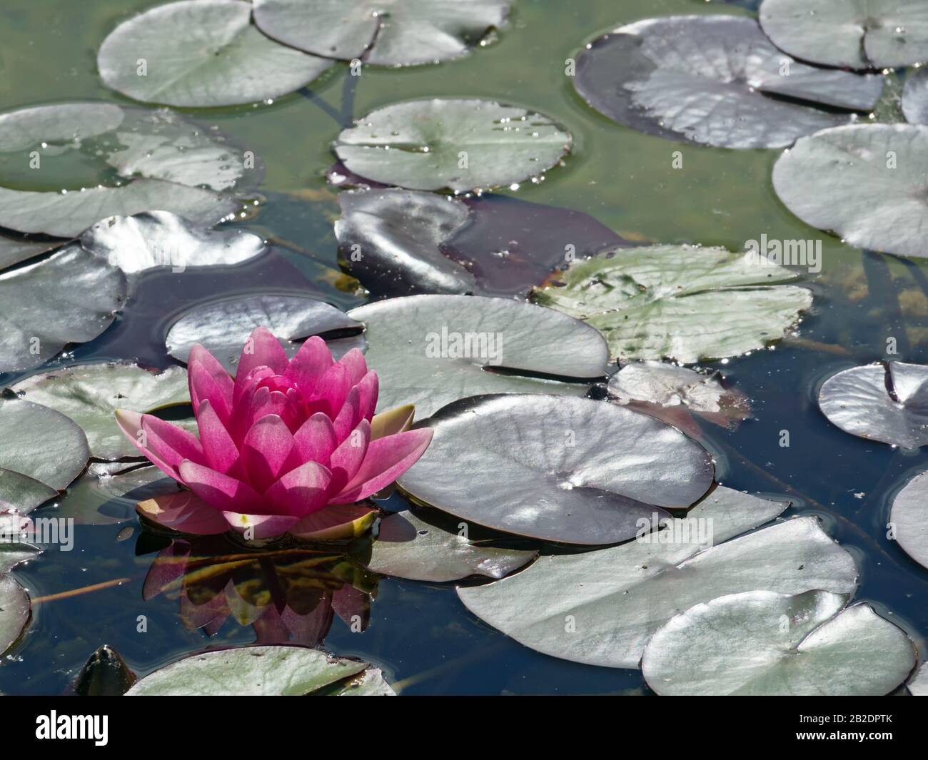 Western Red Lily High Resolution Stock Photography and Images - Alamy