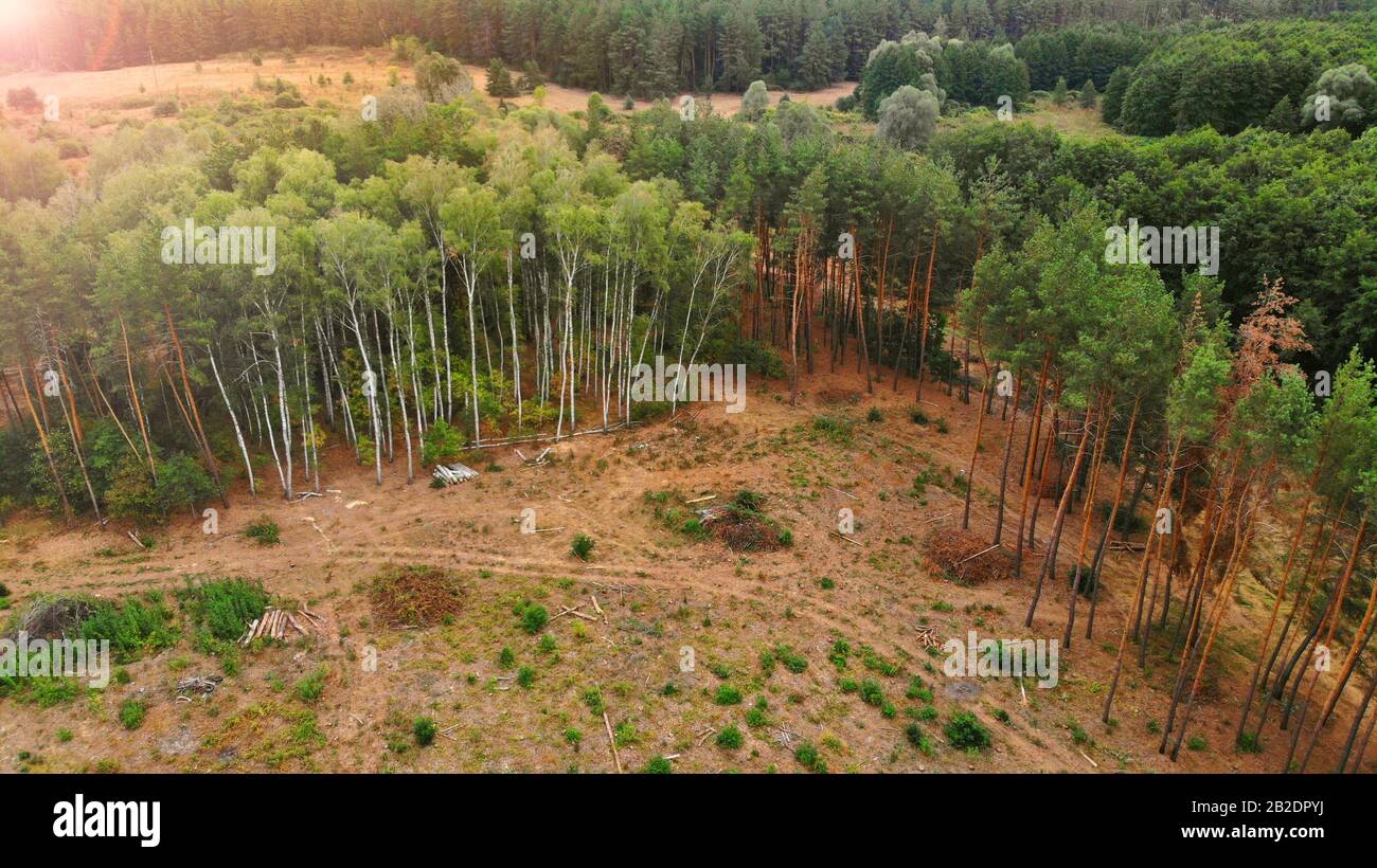 Deforestation trees aerial hi-res stock photography and images - Alamy