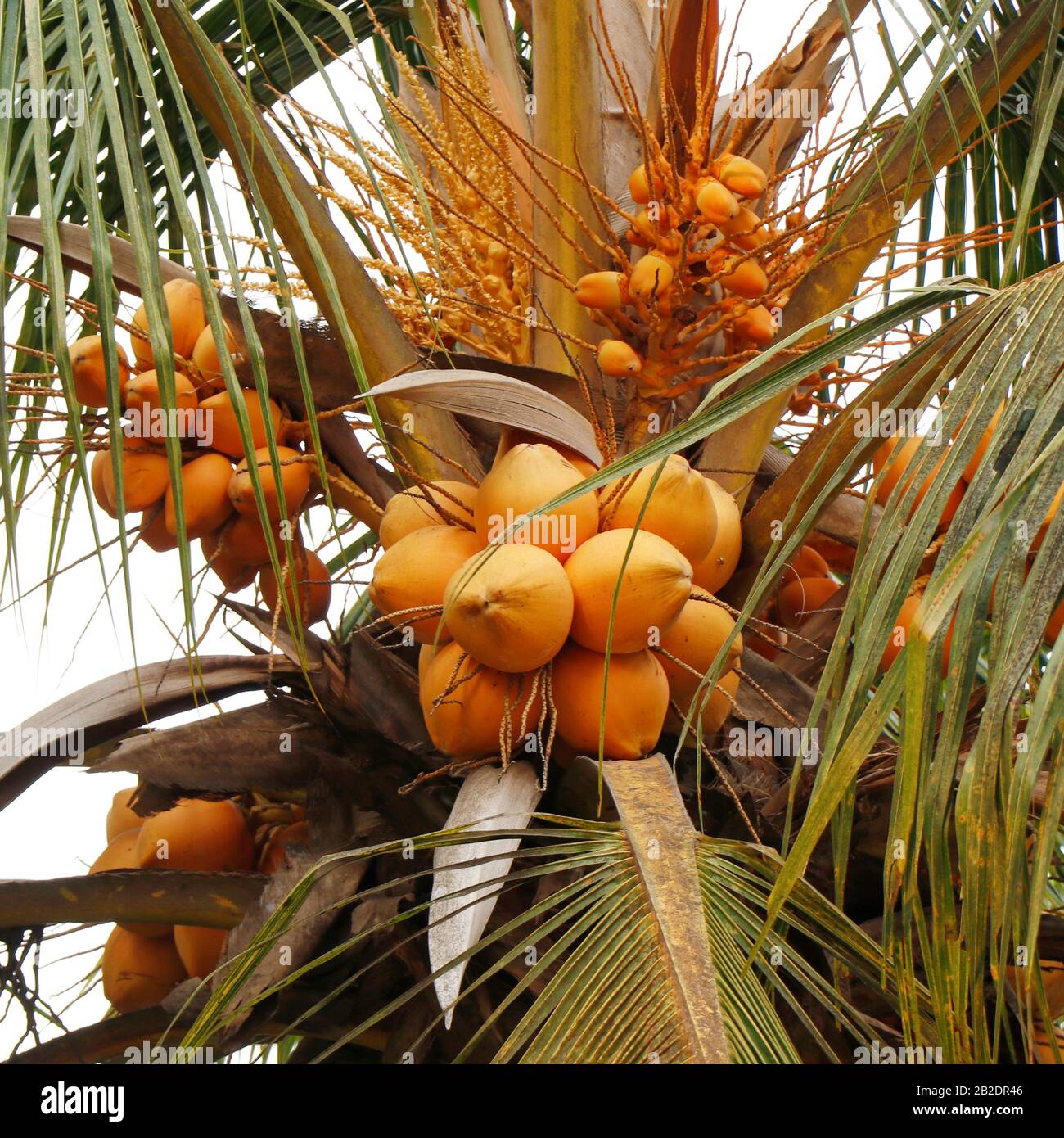 Tender coconut hi-res stock photography and images - Alamy