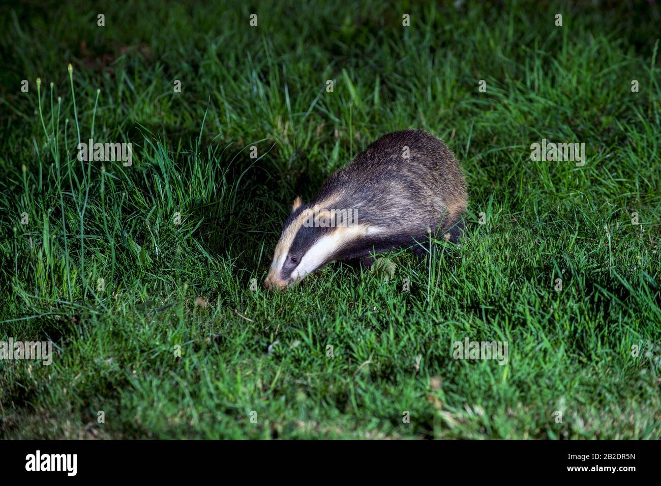 Urban badger feeding on grass Stock Photo - Alamy