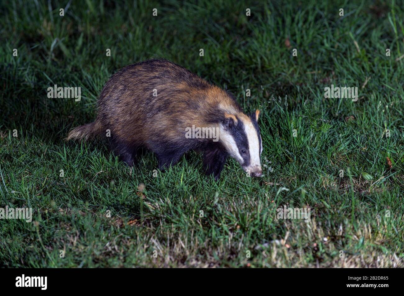Urban badger feeding on grass Stock Photo - Alamy