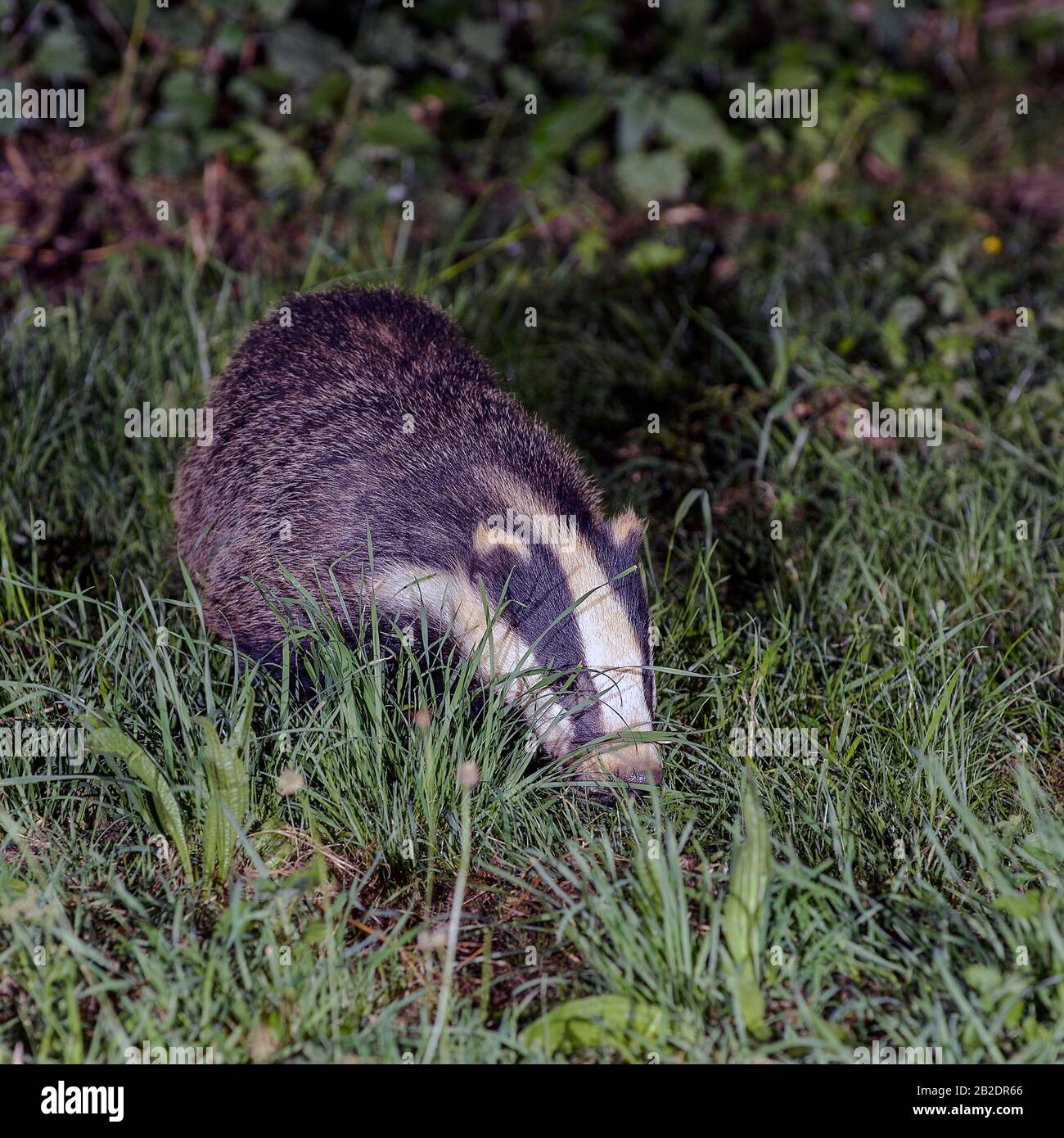 Urban badger feeding on grass Stock Photo - Alamy