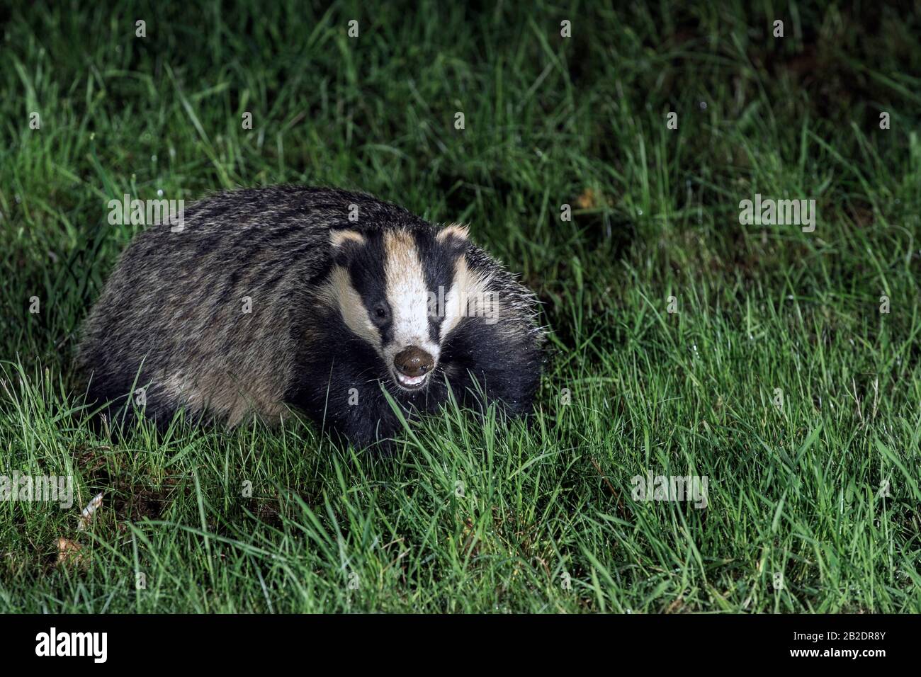 Female badger in grass, flash lit Stock Photo - Alamy
