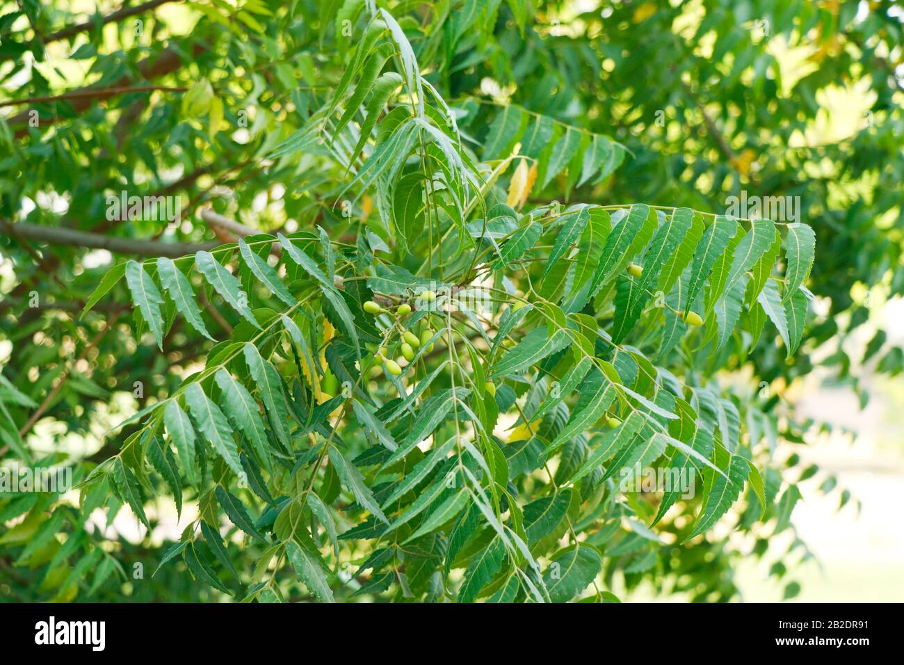 Azadirachta indica, commonly known as neem, nimtree or Indian lilac ...