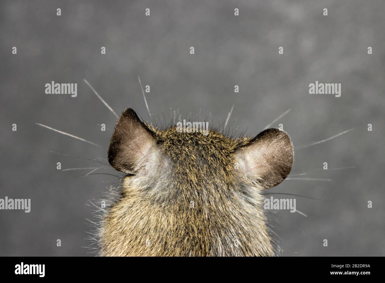 Fancy mouse hi-res stock photography and images - Alamy