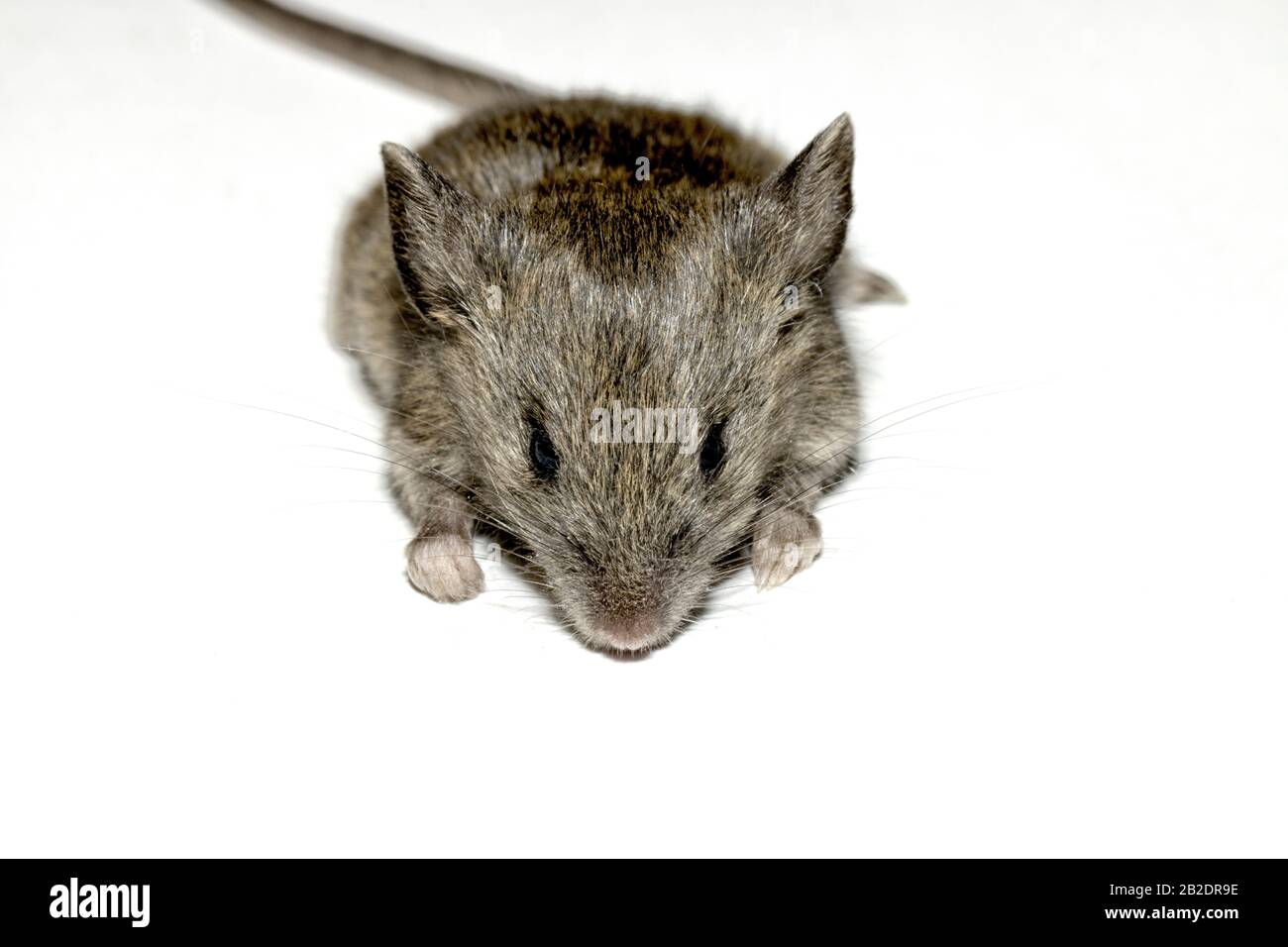 Fancy mouse hi-res stock photography and images - Alamy