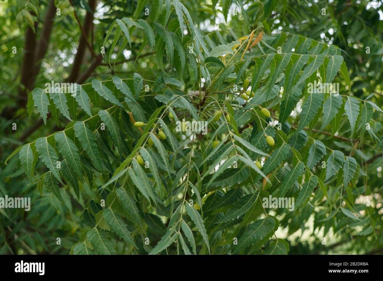 Neem flower india hi-res stock photography and images - Alamy