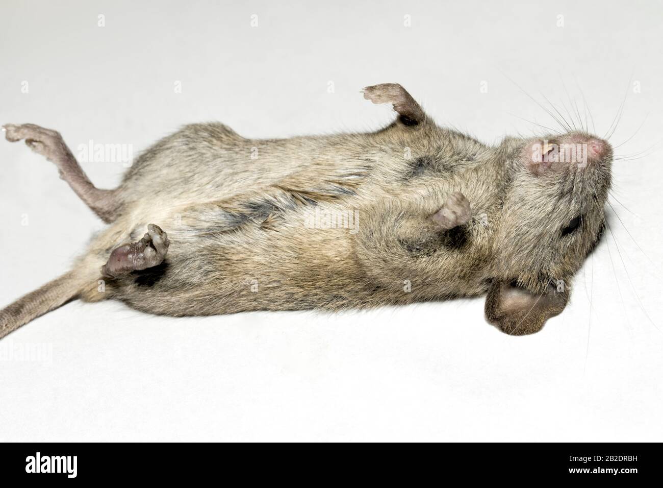 Dead mice hi-res stock photography and images - Alamy