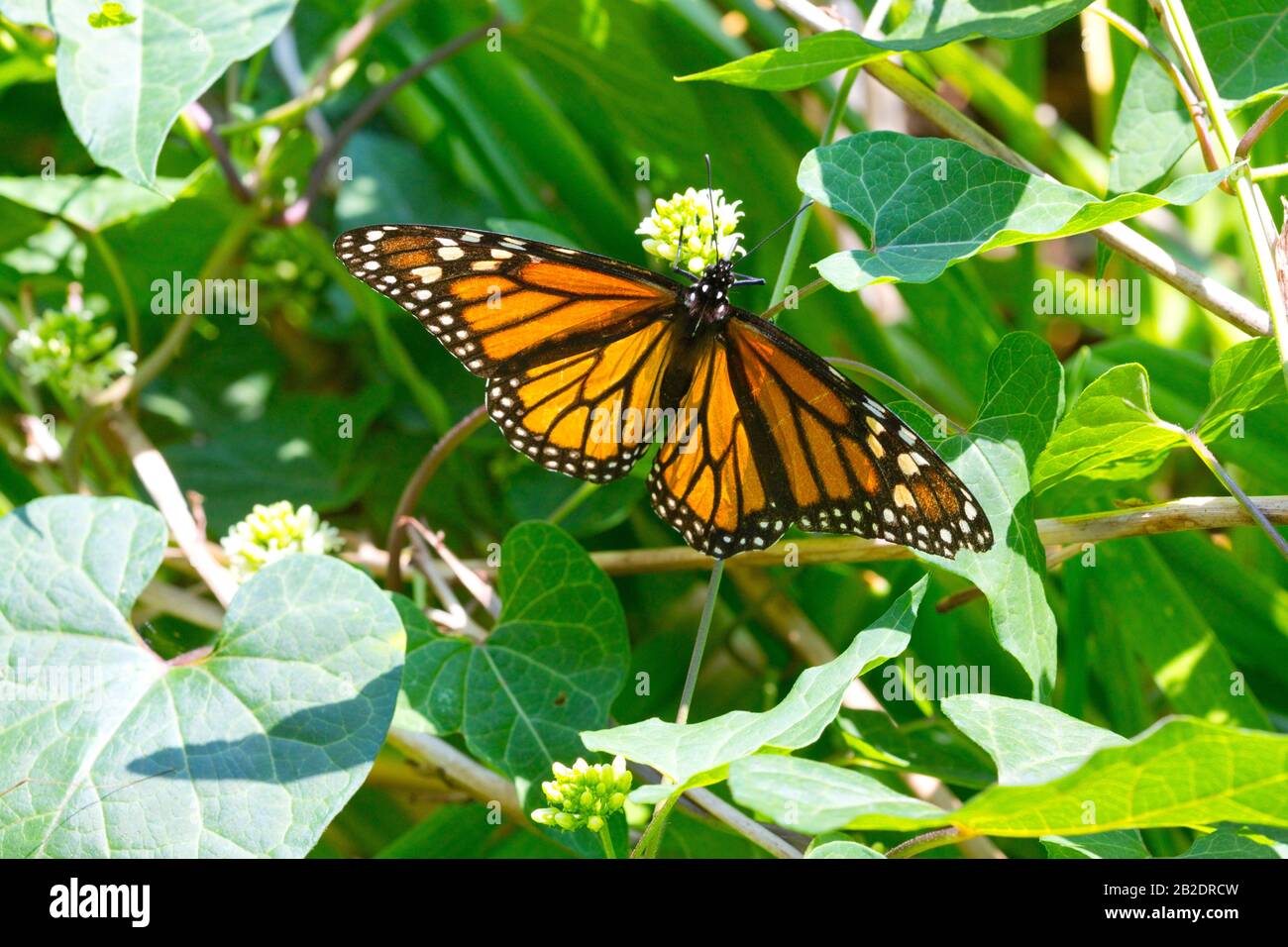 Eating Insects High Resolution Stock Photography and Images - Alamy