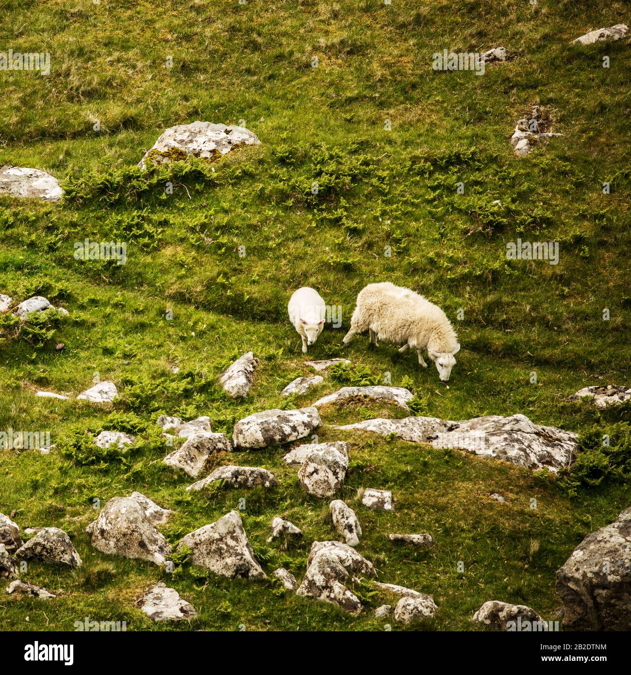 Scenic Scotland meadows with sheep in traditional landscape Stock Photo ...