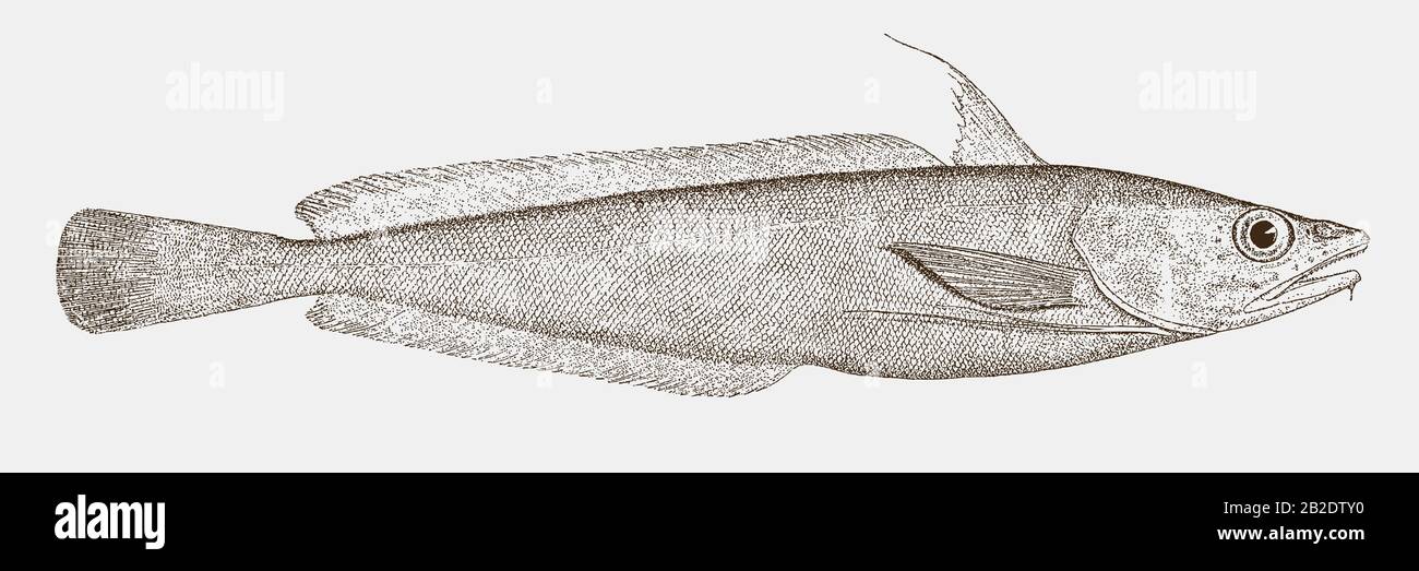 Mud hake Stock Vector Images - Alamy