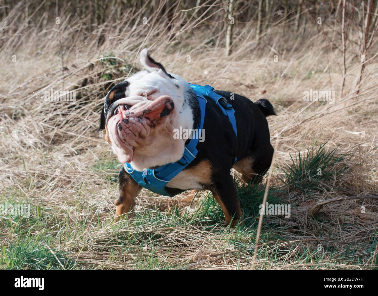 White bulldog foot hi-res stock photography and images - Alamy